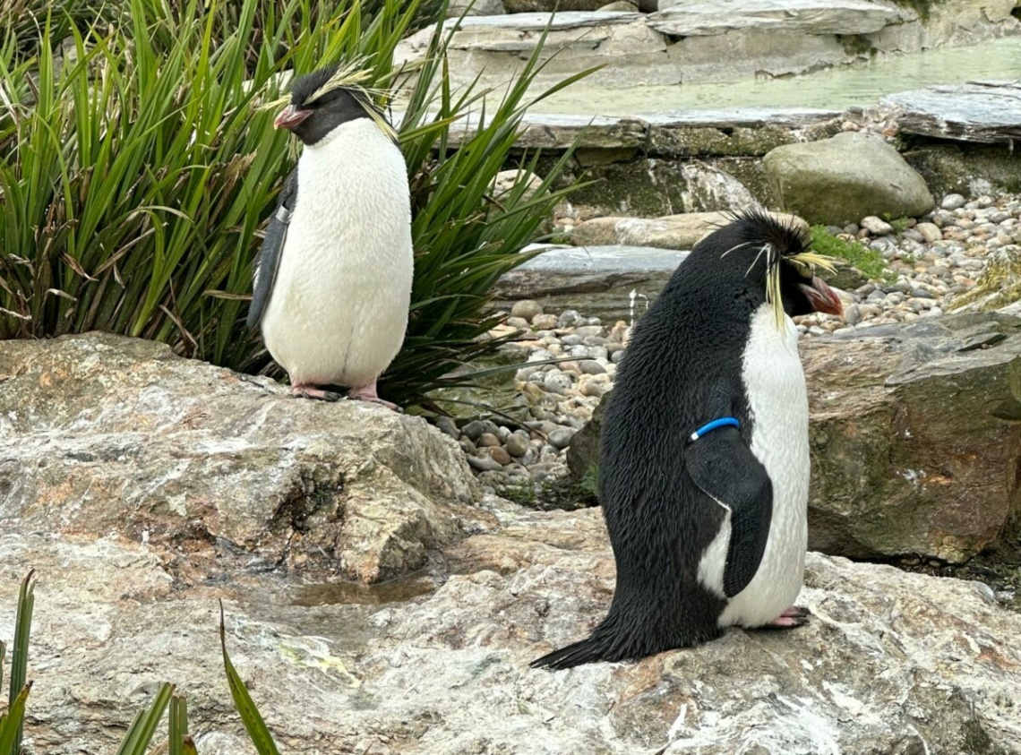 Top Trumps at Whipsnade Zoo - Preneur World